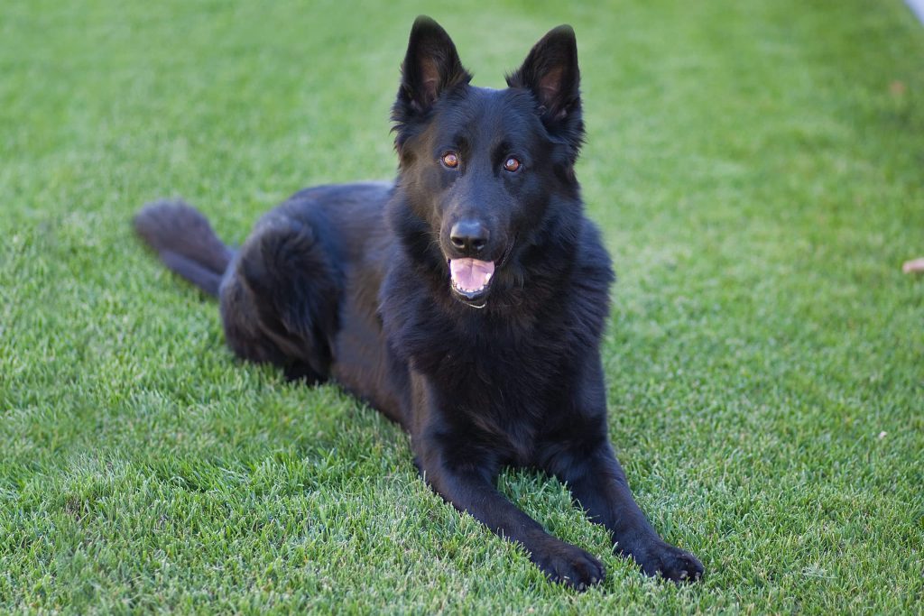 Dog-Bite Injury Checklist - The Advocates